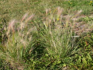 Foxtail Grass: What it Looks Like and How to Get Rid of It - Master Lawn